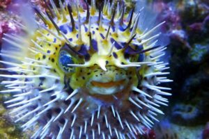 What Behavior Means in Freshwater Fish and Tropical Fish