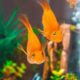 Aquarium Design in Crystal Lake, IL – Living Art Aquatics